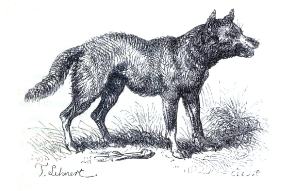 Escaped Wolves on the Loose at Kidlington | Dark Oxfordshire